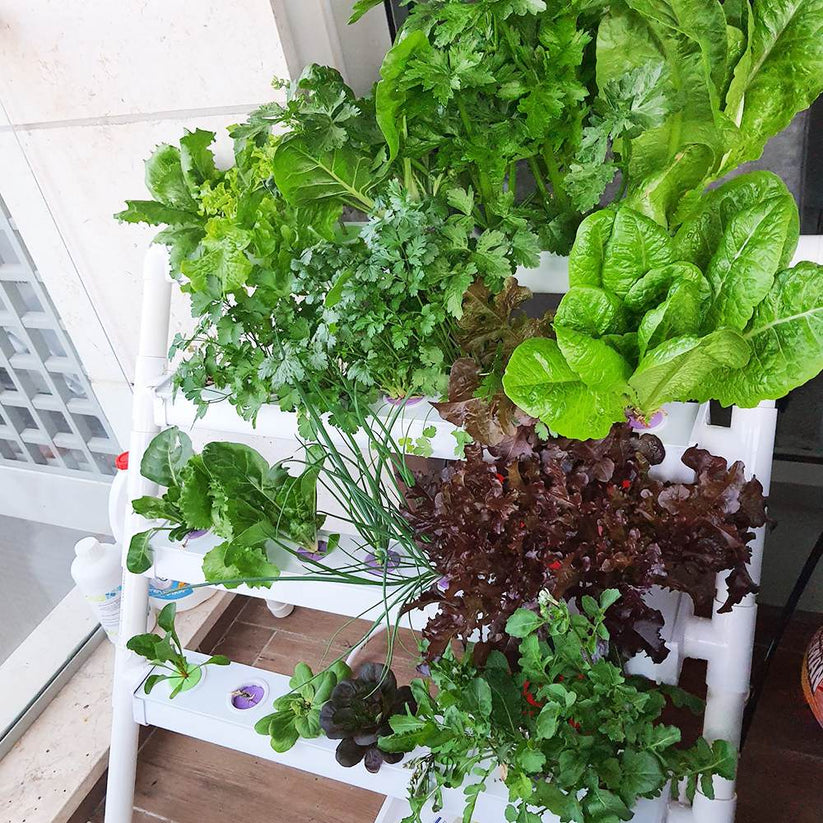 Homie 28 – Home Hydroponic Growing System – Nature Tech