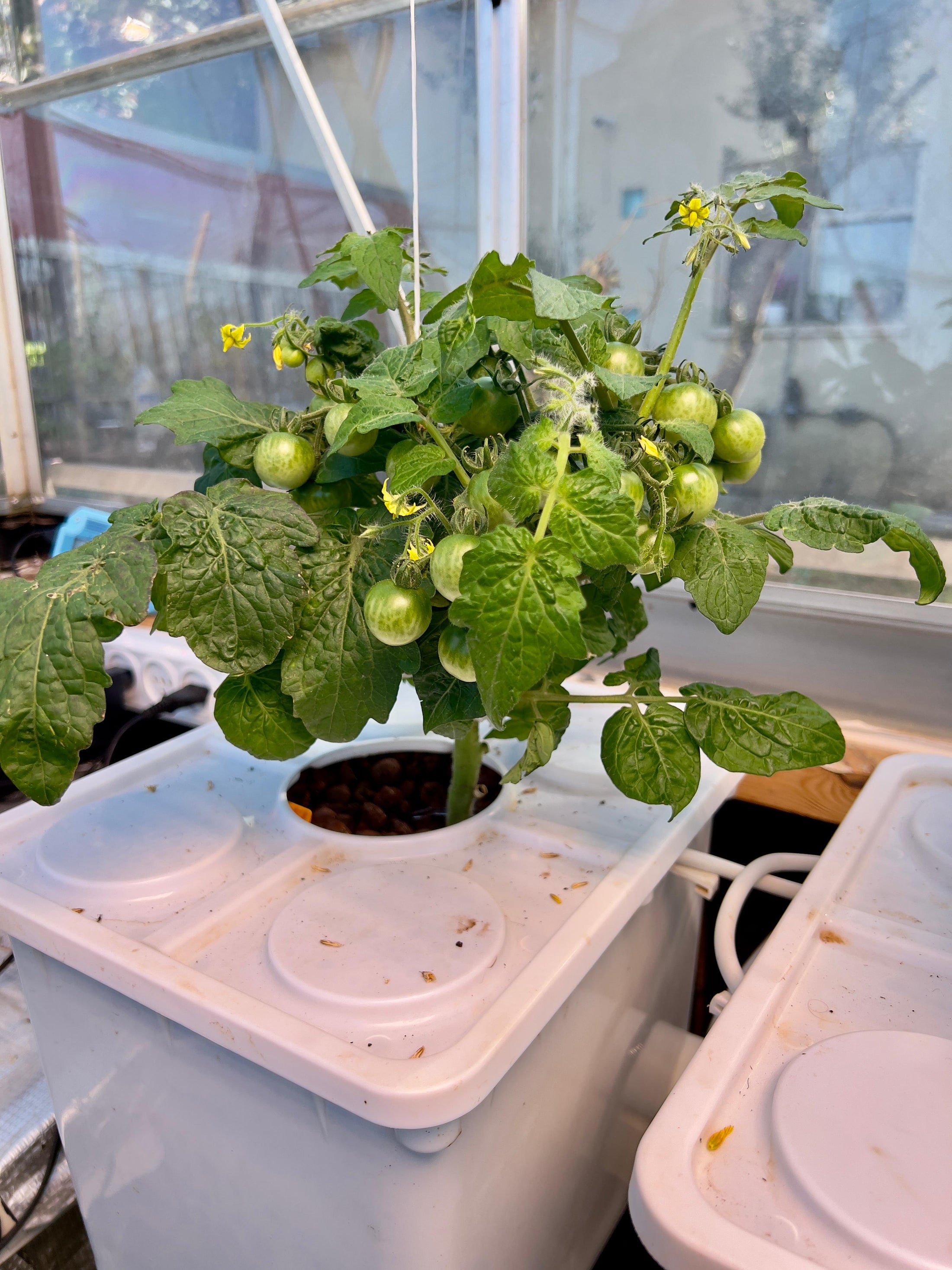 Tobato 5 – Dutch Bucket Hydroponic Growing System – NatureTech USA