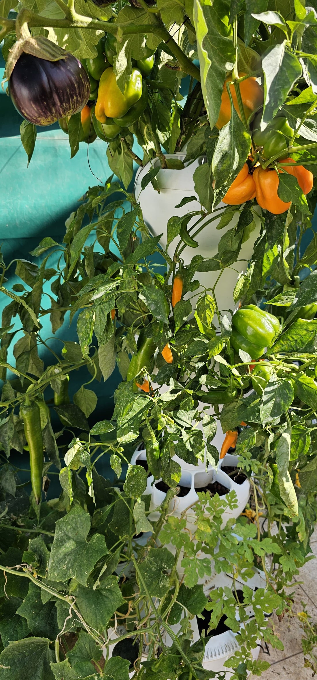 Airponic Fruit - Hydroponic Tower Garden System – NatureTech USA