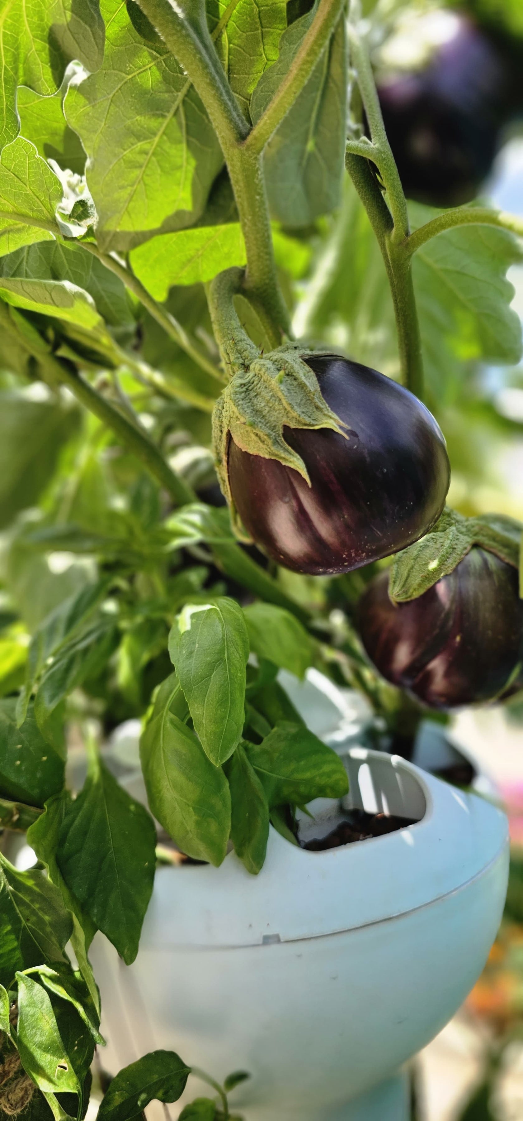 Airponic Fruit - Hydroponic Tower Garden System – NatureTech USA