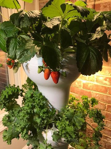 Airponic Fruit - Hydroponic Tower Garden System – NatureTech USA